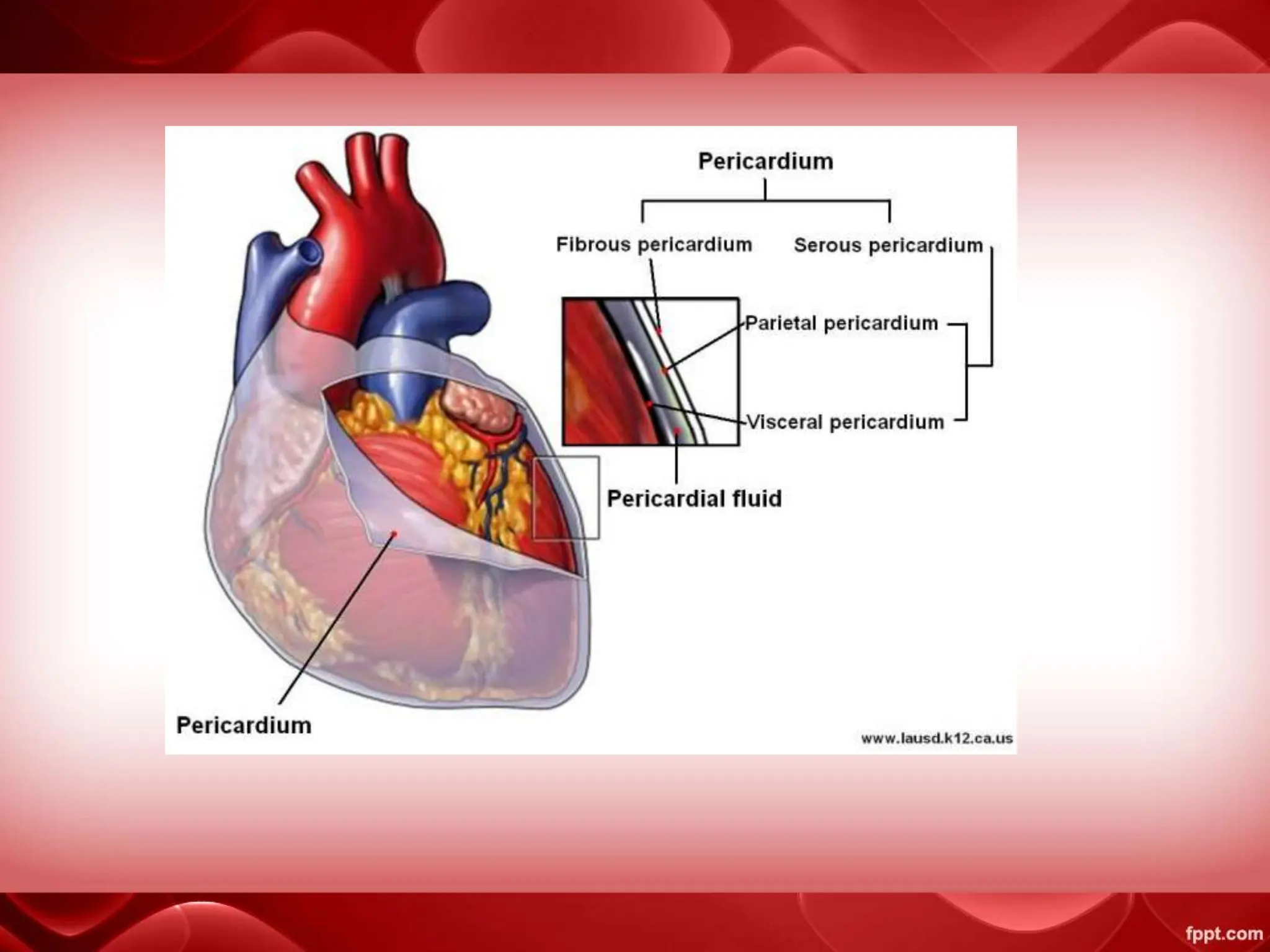circulation.pdf for students to study an educate themselves | PPT