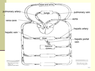 Circulation.ppt.. blood circulation..... | PPT