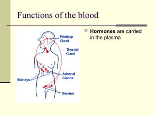 Circulation.ppt.. blood circulation..... | PPT