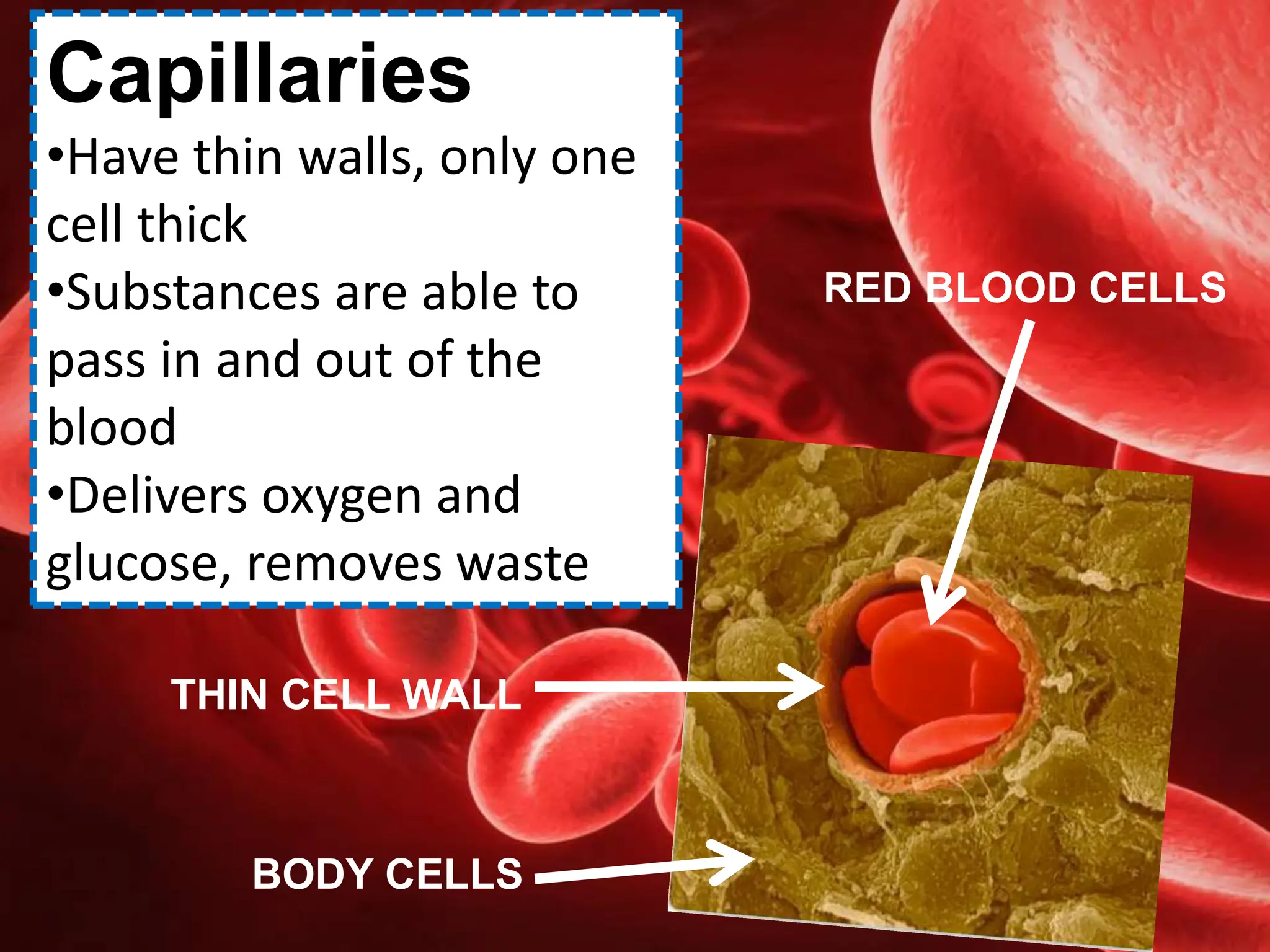 Heart and Blood Circulation in the Human Systemppt | PPT
