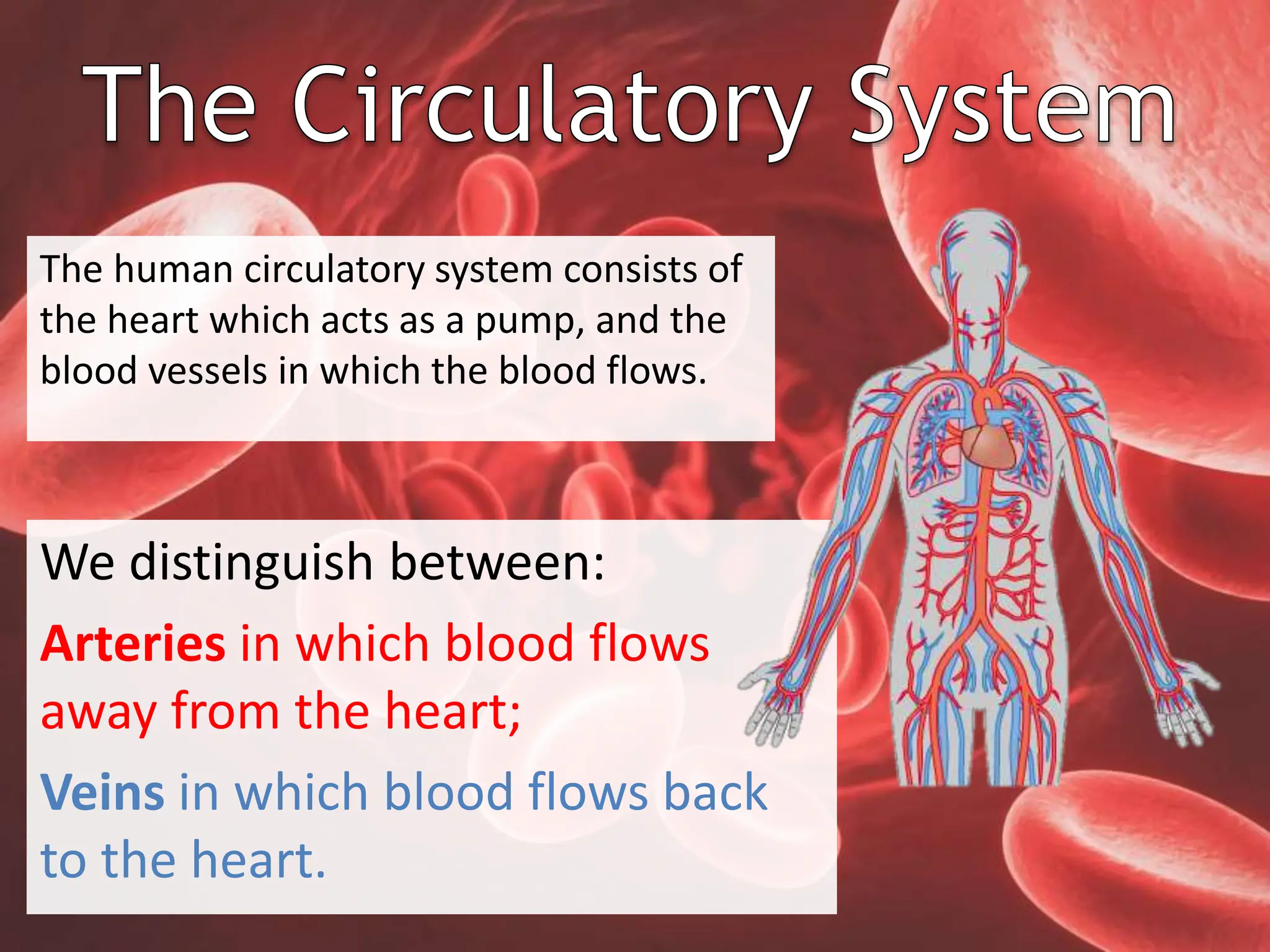 Heart and Blood Circulation in the Human Systemppt | PPT