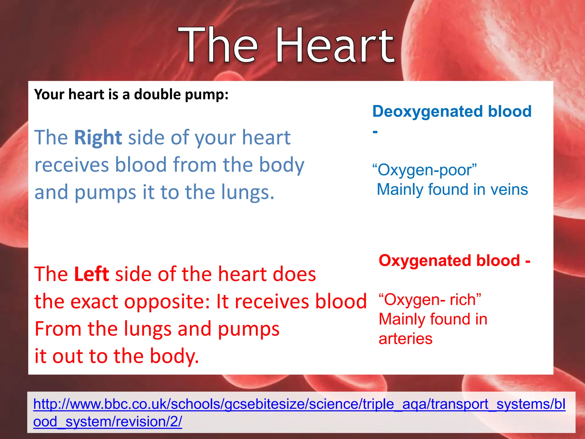 Heart and Blood Circulation in the Human Systemppt | PPT