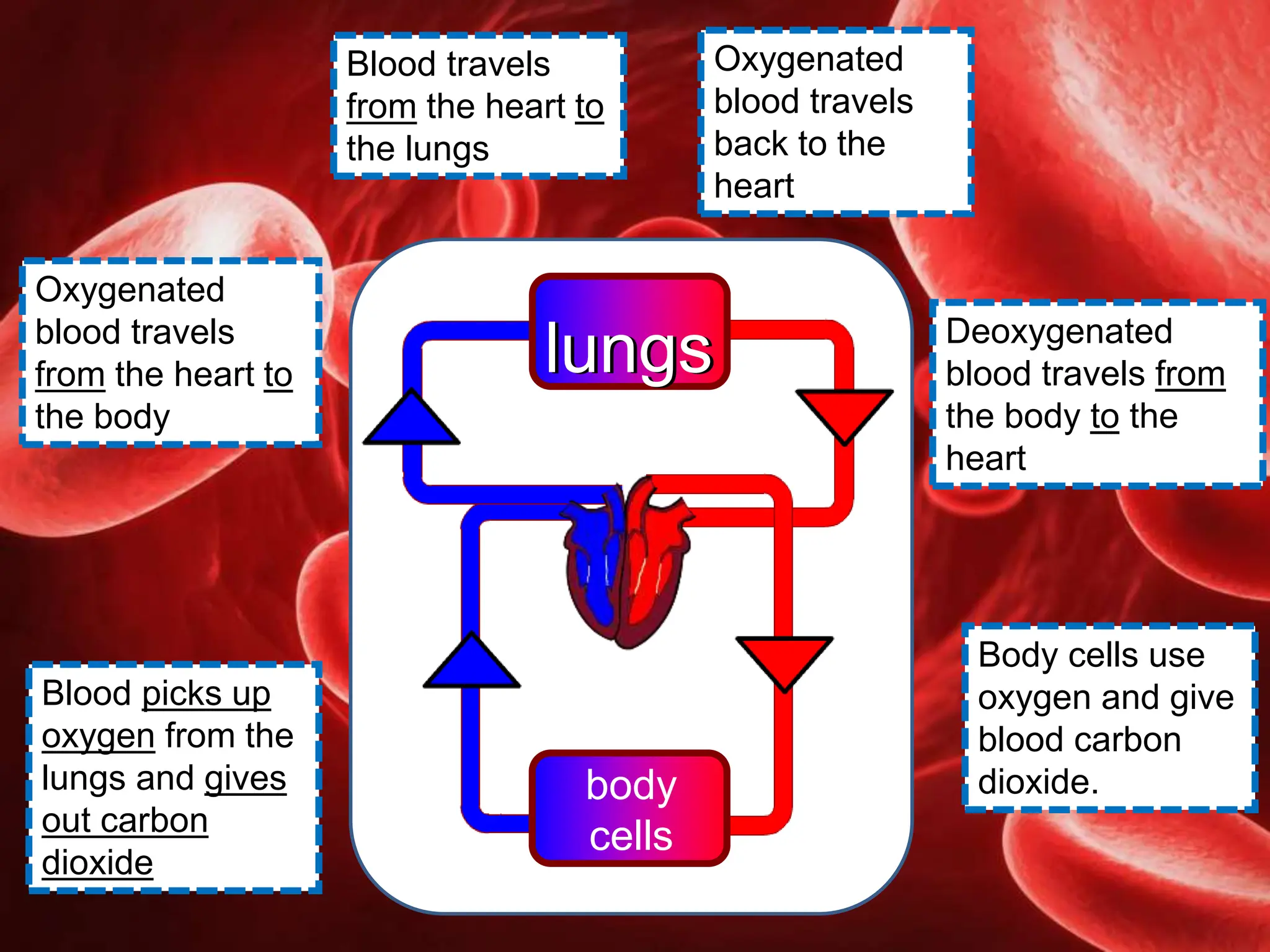 Heart and Blood Circulation in the Human Systemppt | PPT