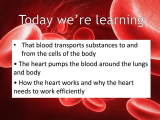 Heart and Blood Circulation in the Human Systemppt | PPT
