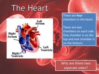 Heart and Blood Circulation in the Human Systemppt | PPT