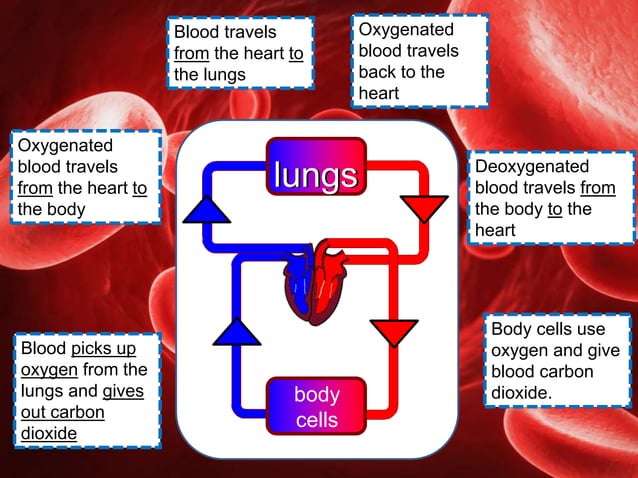 Heart and Blood Circulation in the Human Systemppt | PPT