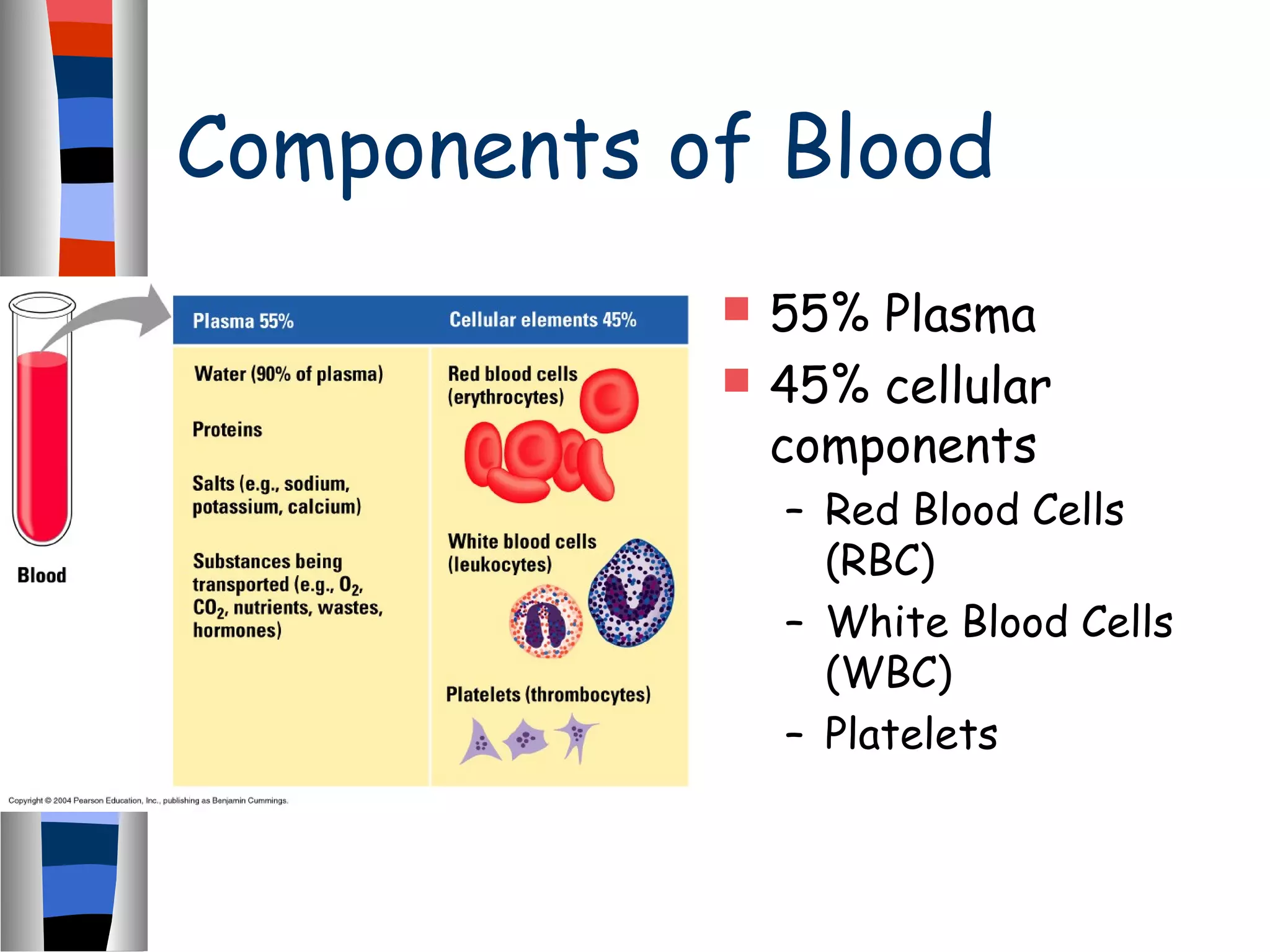 Circulation human heart shortened and revised | PPT