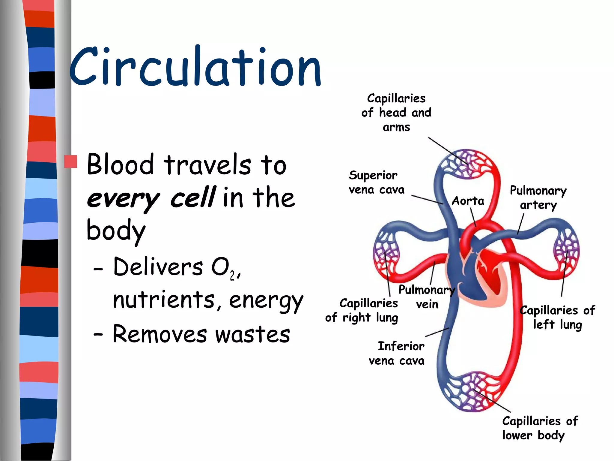 Circulation human heart shortened and revised | PPT
