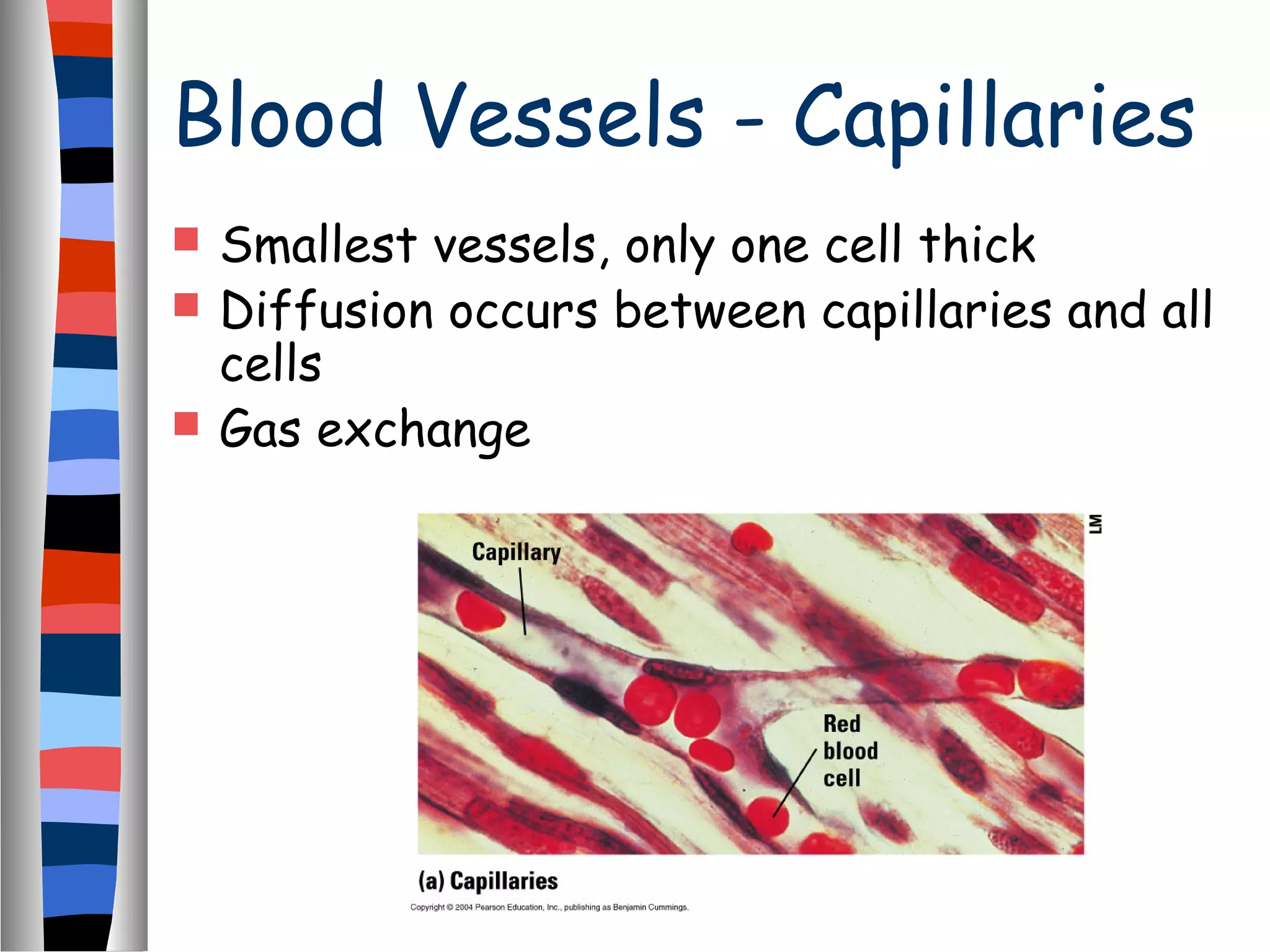 Circulation human heart shortened and revised | PPT