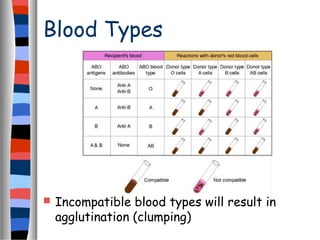 Circulation human heart shortened and revised | PPT
