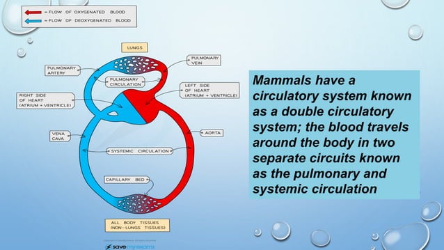 A level/AS LEVELBIOLOGY -Human Circulatory systempdf | PPT