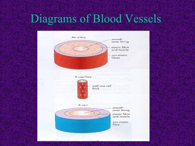 Circulation and exercise | PPT | Heart and Cardiovascular Diseases ...