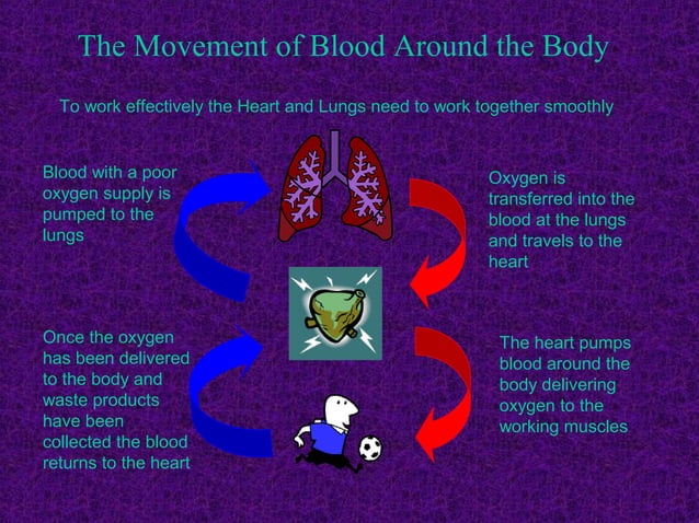 Circulation and exercise | PPT | Heart and Cardiovascular Diseases ...