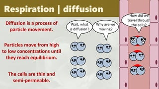 Circulation and Respiration PPT for EMG program grade 9 | PDF