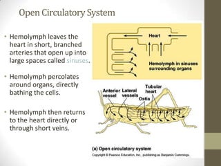Circulation (bd) | PPT