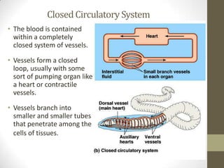 Circulation (bd) | PPT