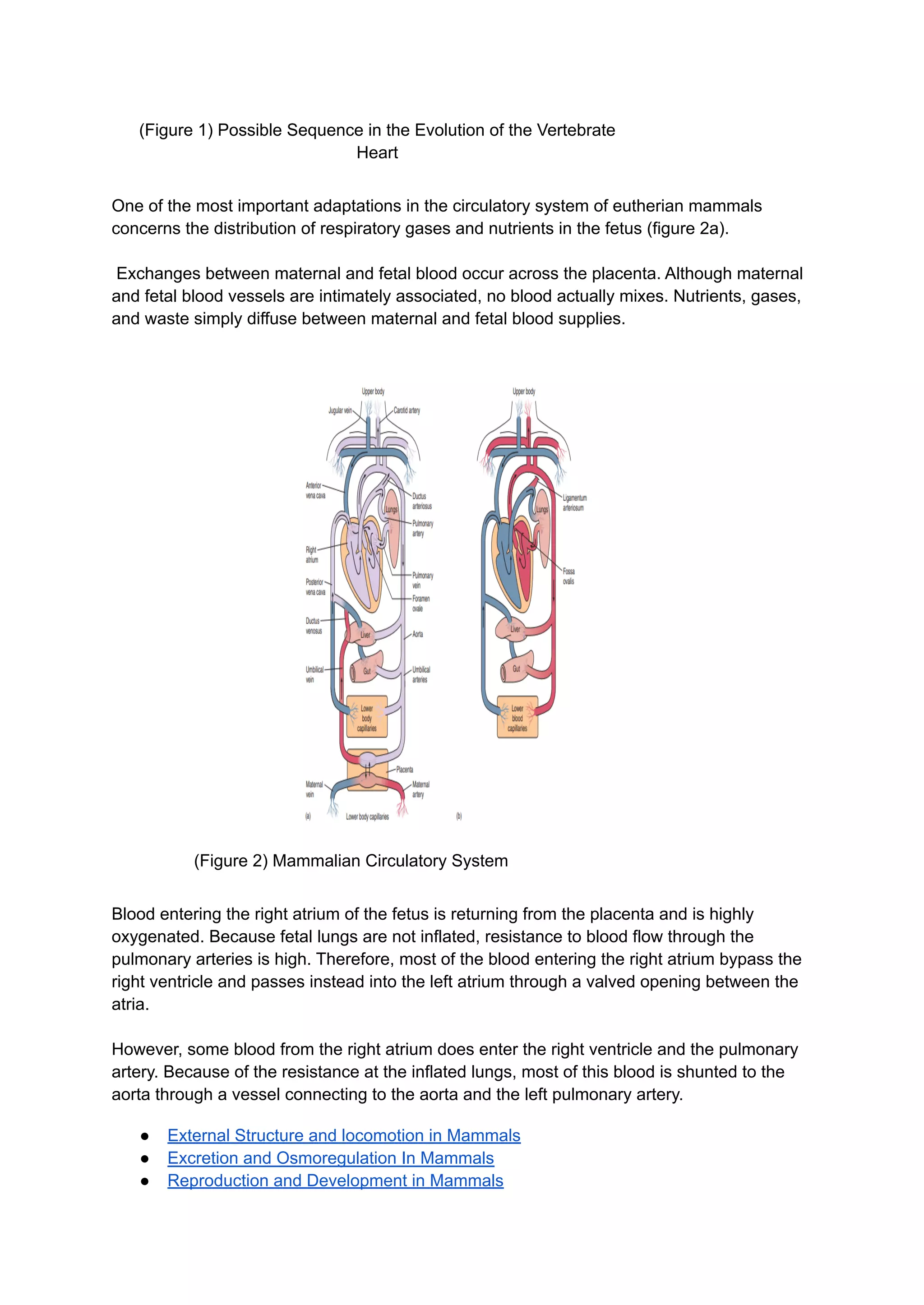 Circulation, Gas Exchange, and Temperature Regulation in Mammals.pdf