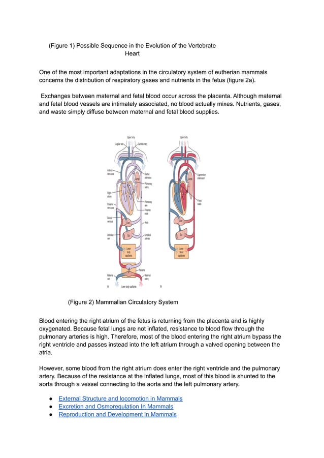 Circulation, Gas Exchange, and Temperature Regulation in Mammals.pdf