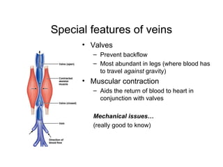 Circulationhst | PPT
