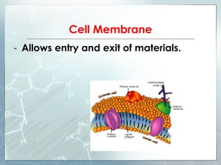 Circulation in cells ok | PPT