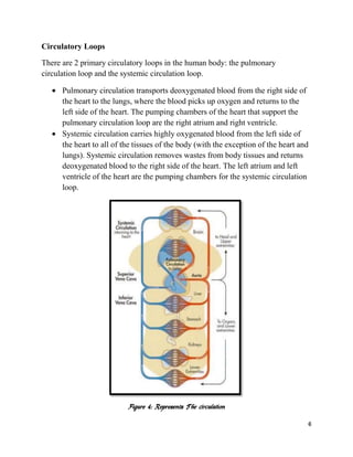 Assignment on Circulation of blood | DOCX