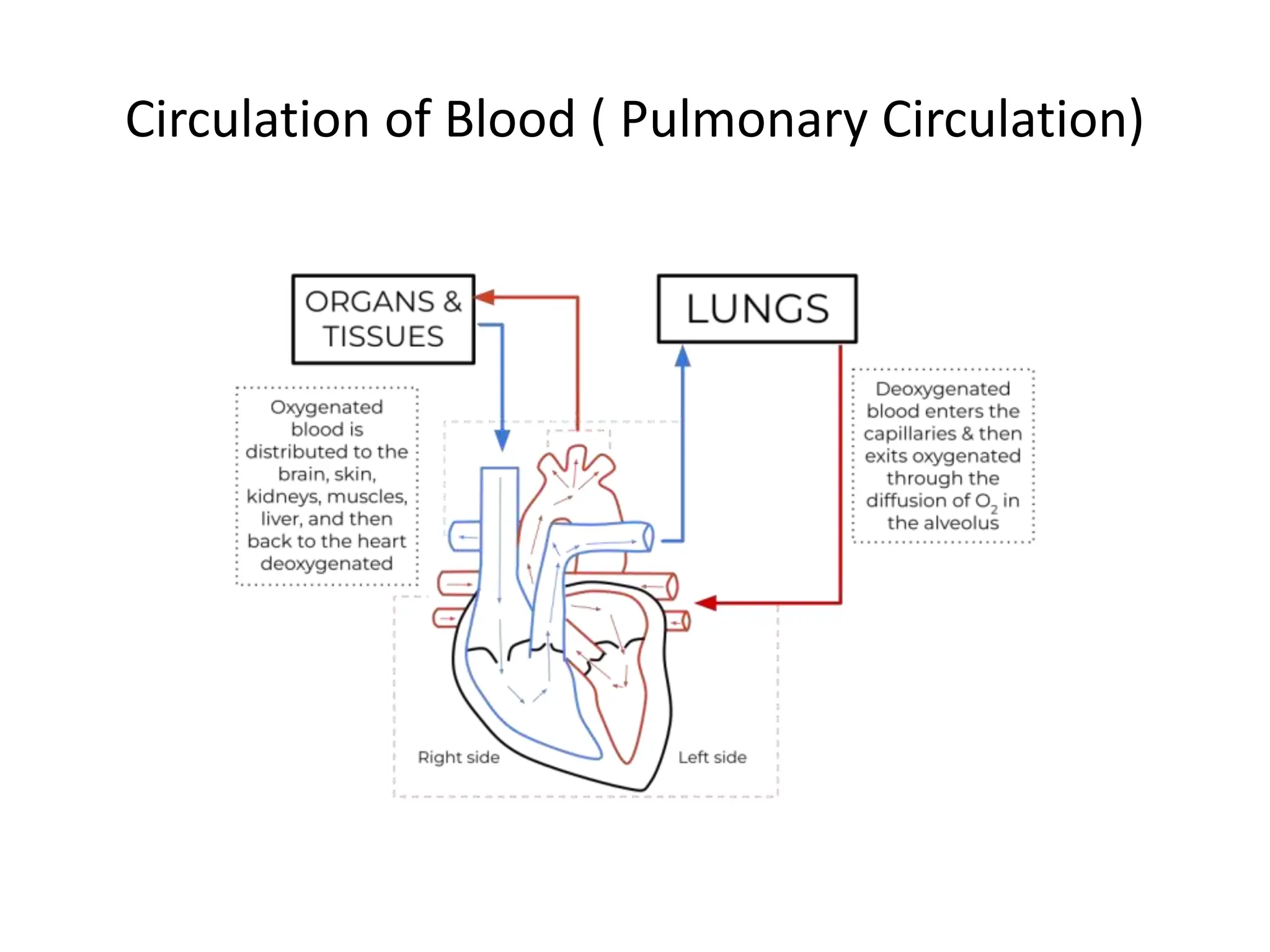 Circulation of Blood.pptx