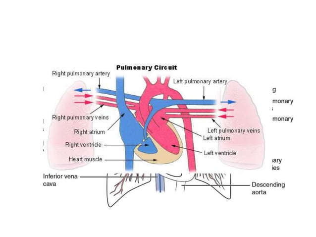 Circulation of Blood.pptx