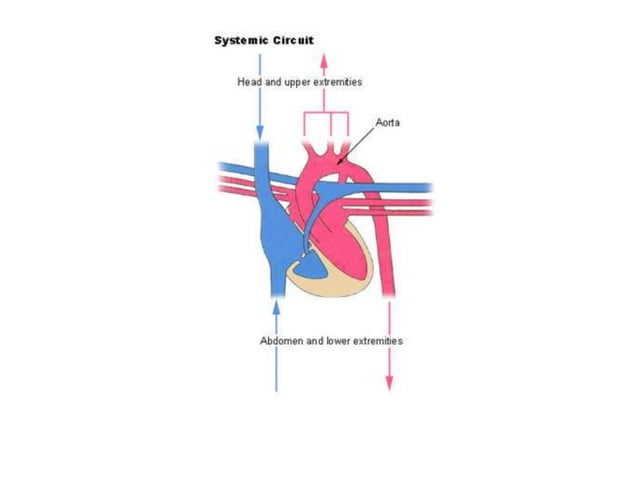 Circulation of Blood.pptx