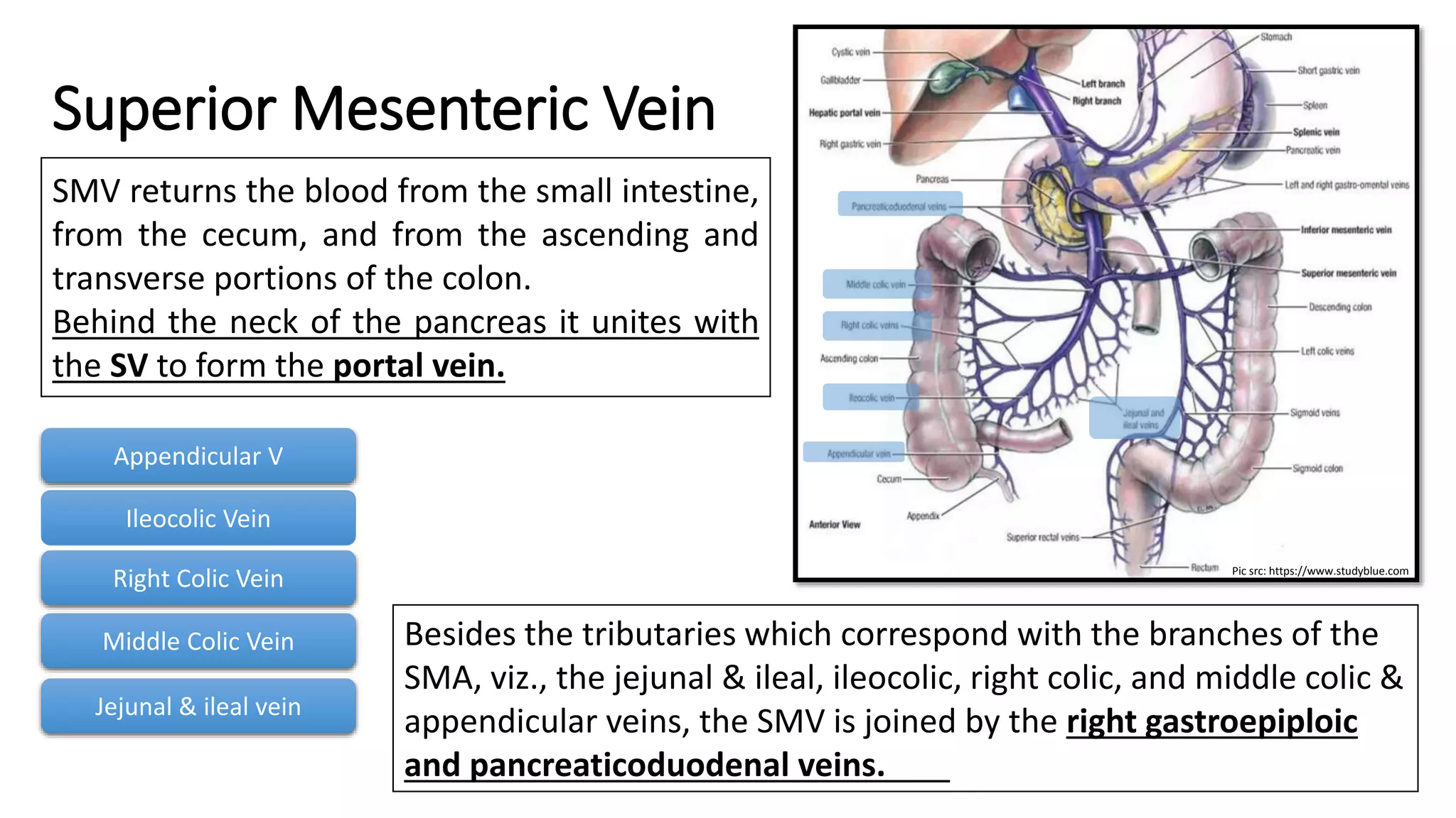 Circulation of liver & Portosystemic collaterals | PPTX