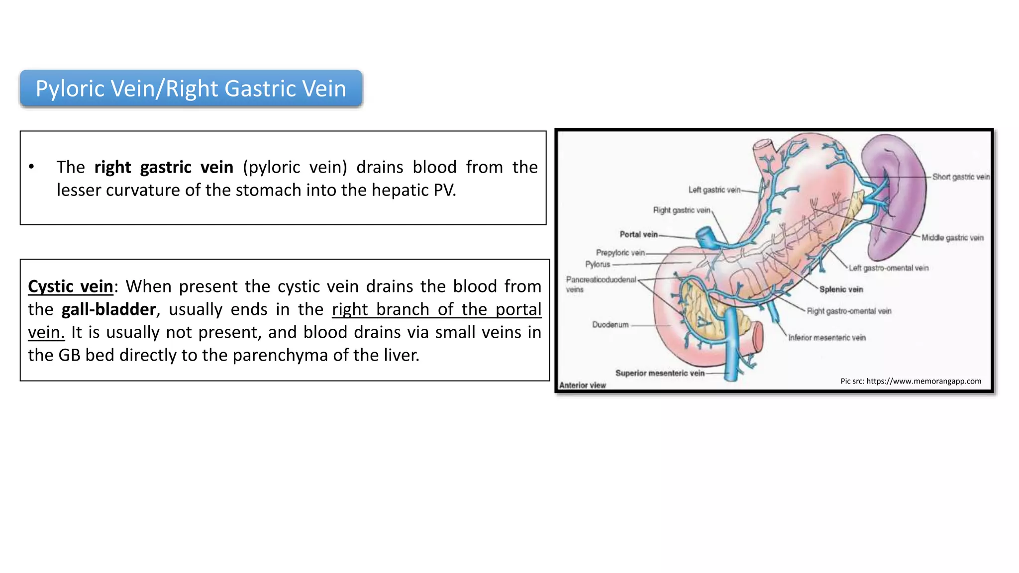 Circulation of liver & Portosystemic collaterals | PPTX