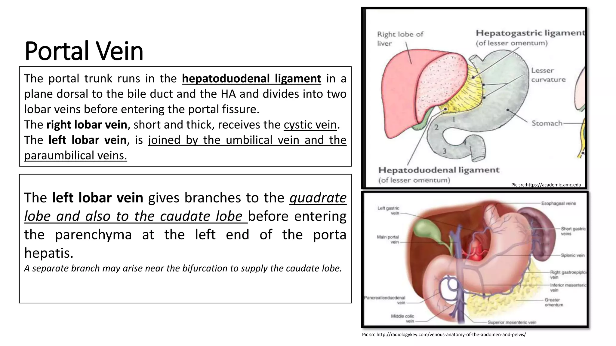 Circulation of liver & Portosystemic collaterals | PPTX