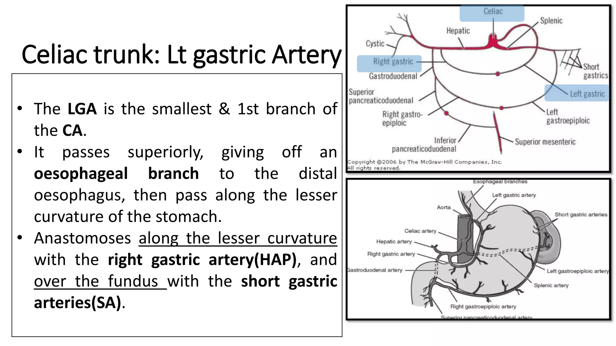 Circulation of liver & Portosystemic collaterals | PPTX