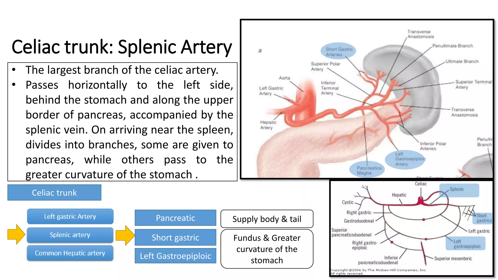 Circulation of liver & Portosystemic collaterals | PPTX
