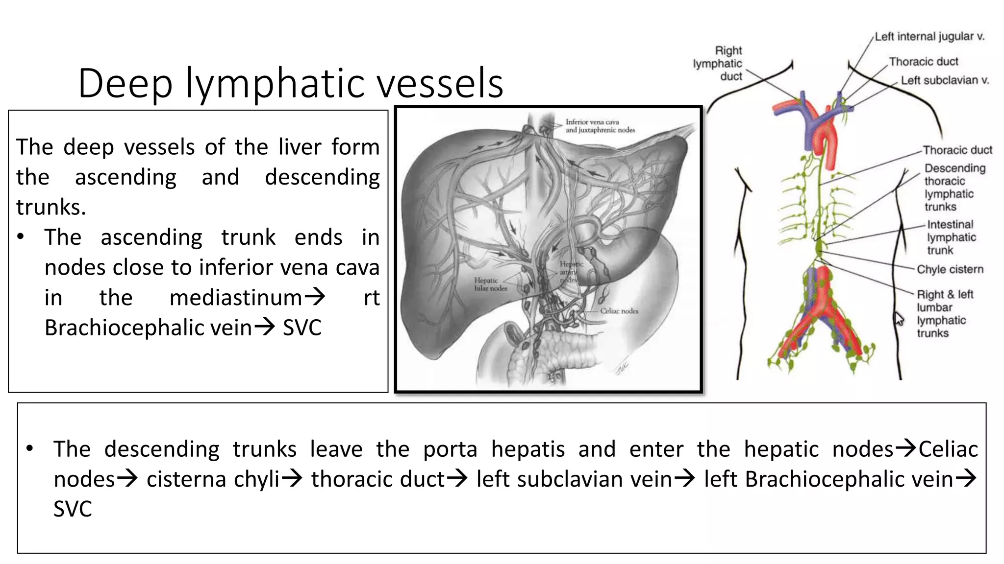Circulation of liver & Portosystemic collaterals | PPTX