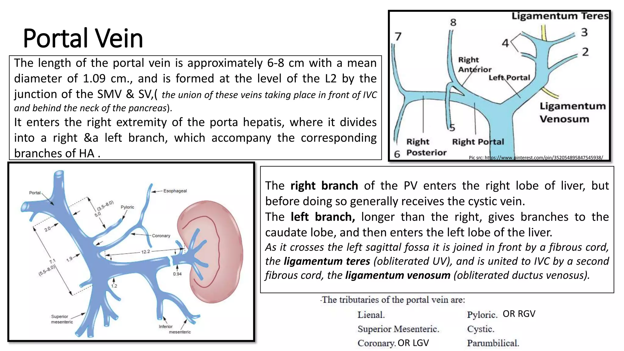 Circulation of liver & Portosystemic collaterals | PPTX