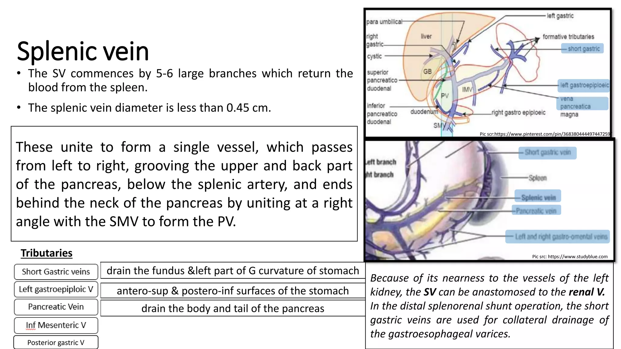 Circulation of liver & Portosystemic collaterals | PPTX