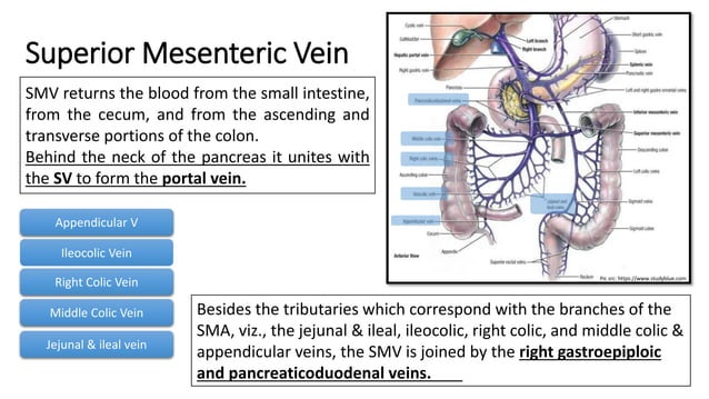 Circulation of liver & Portosystemic collaterals | PPTX | Blood ...