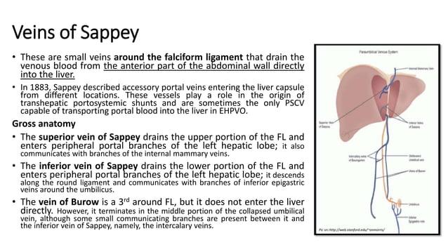 Circulation of liver & Portosystemic collaterals | PPTX | Blood ...