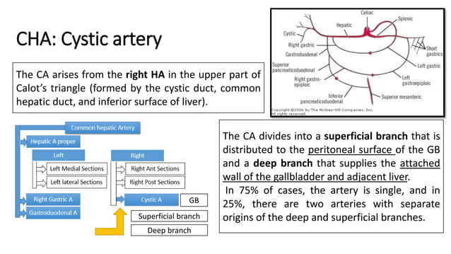 Circulation of liver & Portosystemic collaterals | PPTX | Blood ...