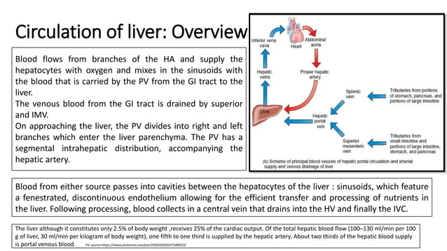 Circulation of liver & Portosystemic collaterals | PPTX | Blood ...