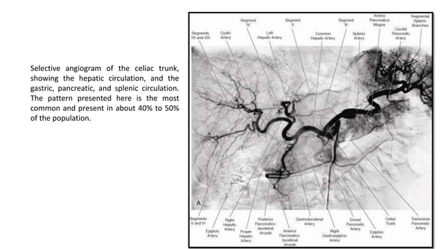 Circulation of liver & Portosystemic collaterals | PPTX | Blood ...