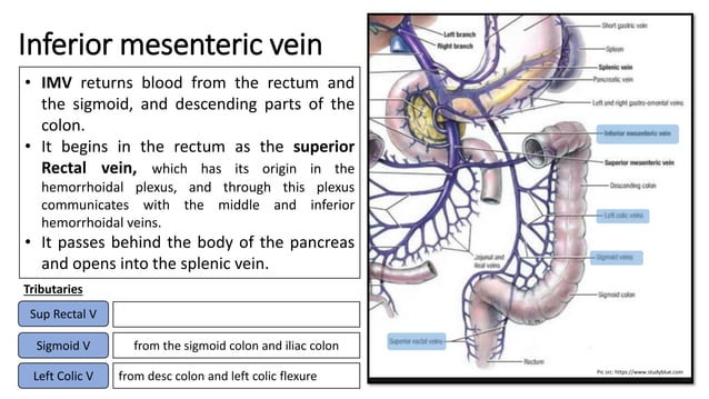 Circulation of liver & Portosystemic collaterals | PPTX | Blood ...