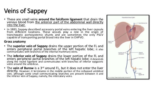Circulation of liver & Portosystemic collaterals