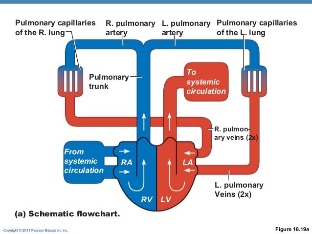 Pulmonary Circulation Flow Chart