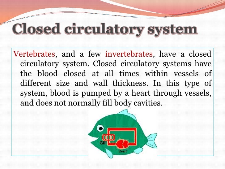How Open Vs Closed Circulatory Systems Function