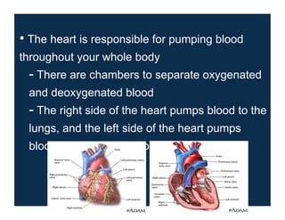 Circulation powerpoint natalie burns | PDF
