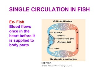 Circulation ppt | PPT