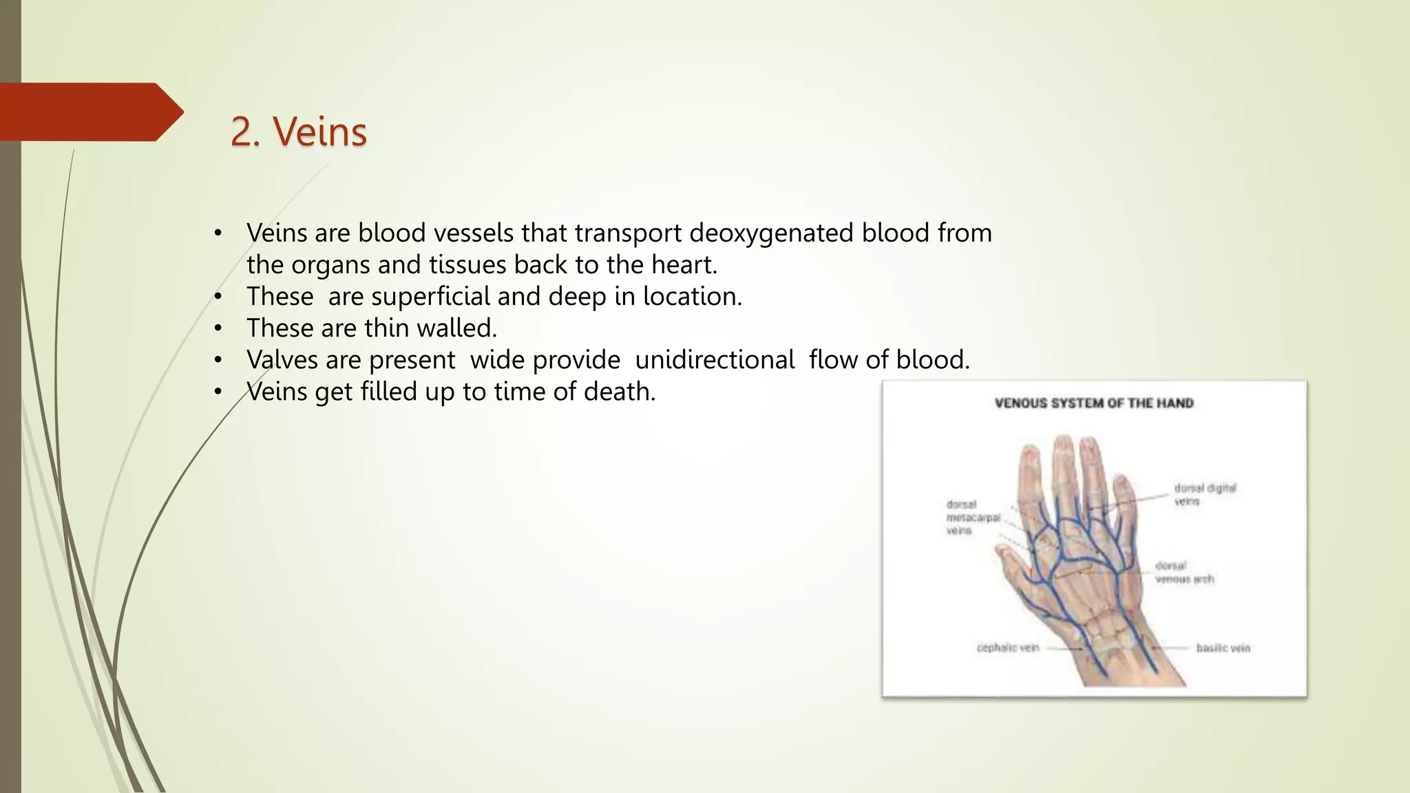 Circulation of blood in human body ppt.pptx
