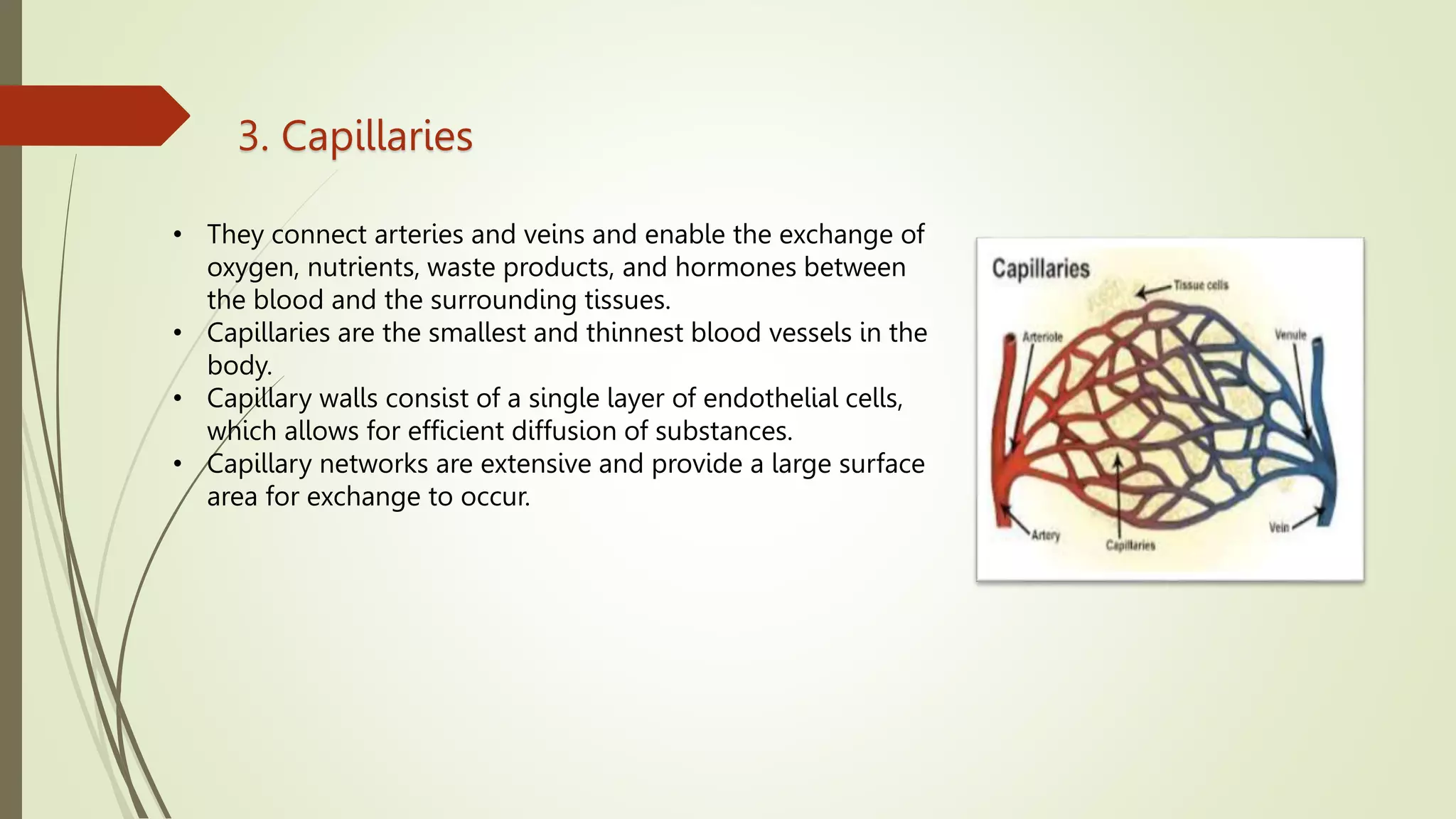 Circulation of blood in human body ppt.pptx