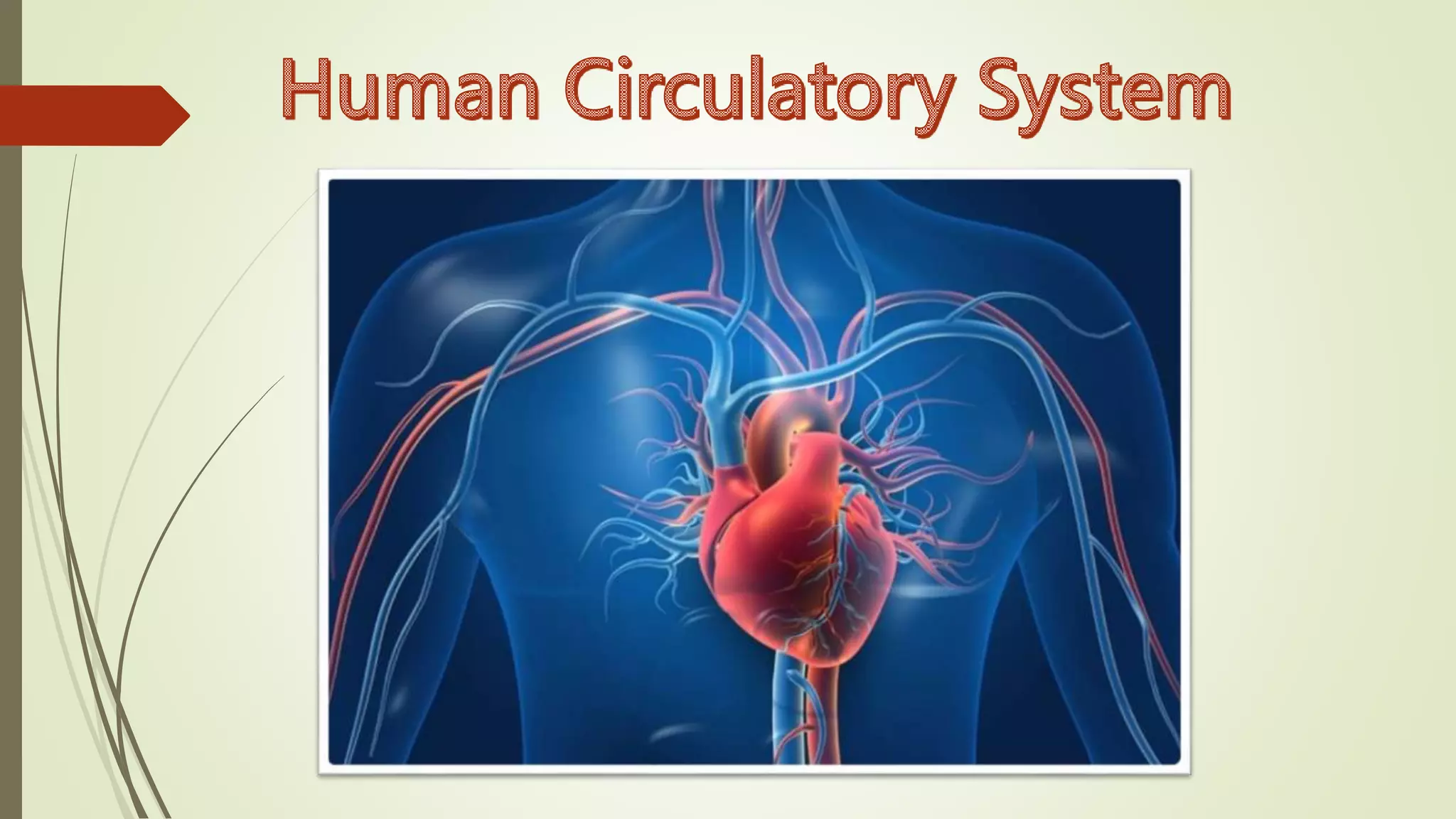 Circulation of blood in human body ppt.pptx